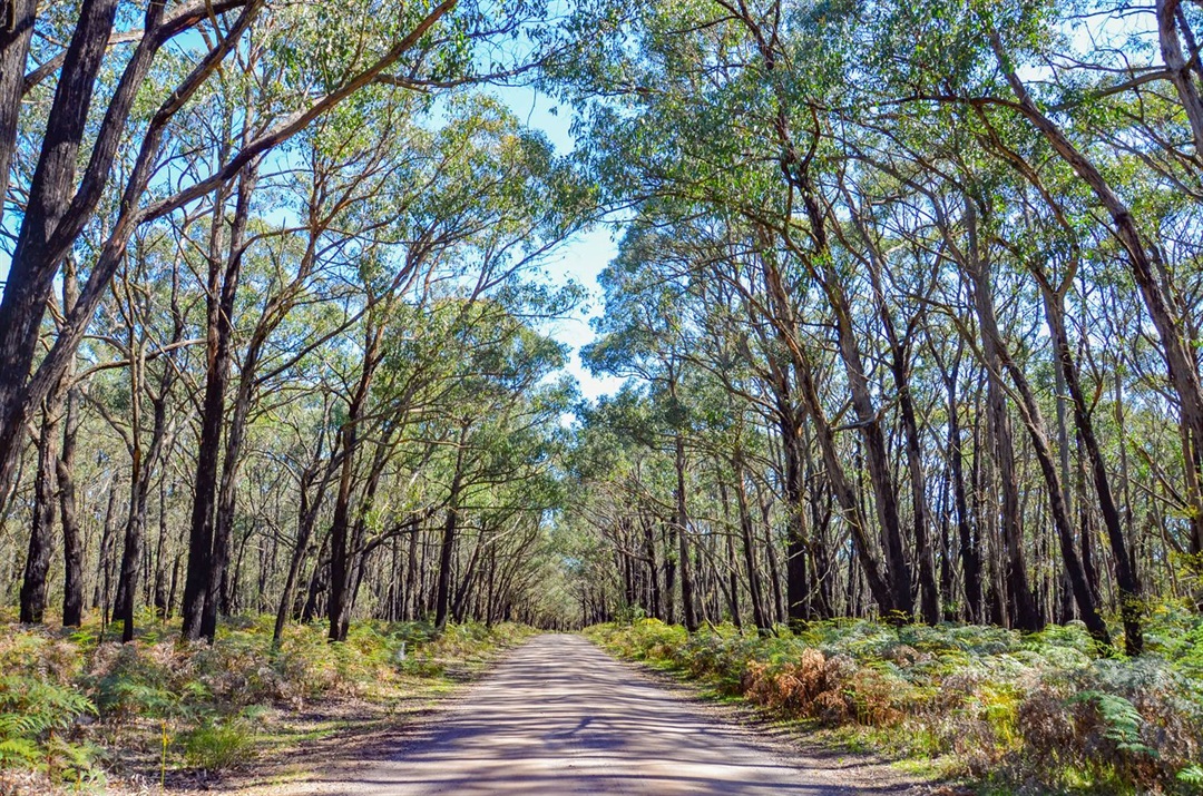 Council Adopts Roadmap for the Environment - Colac Otway Shire